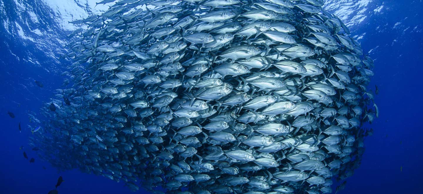 World Ocean Day 2024 - Institut français · Écosse